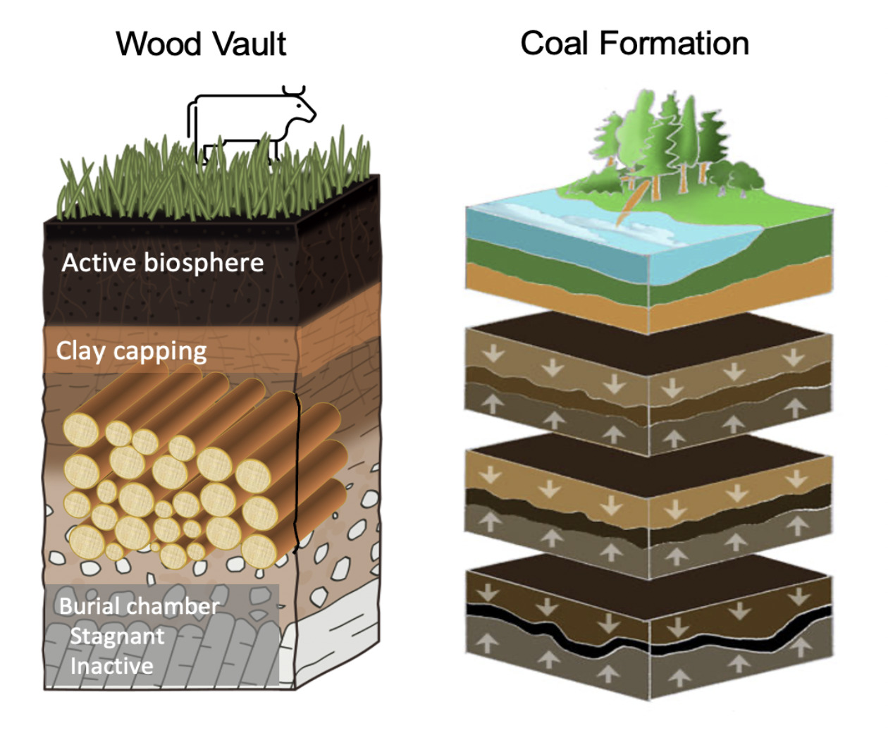 How Carbon Lockdown’s Wood Vault is Pioneering Carbon Removal